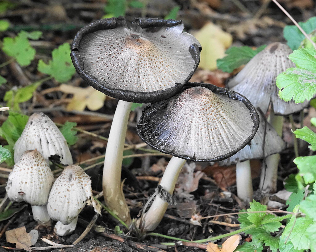 Alcohol Inky Cap Mushroom