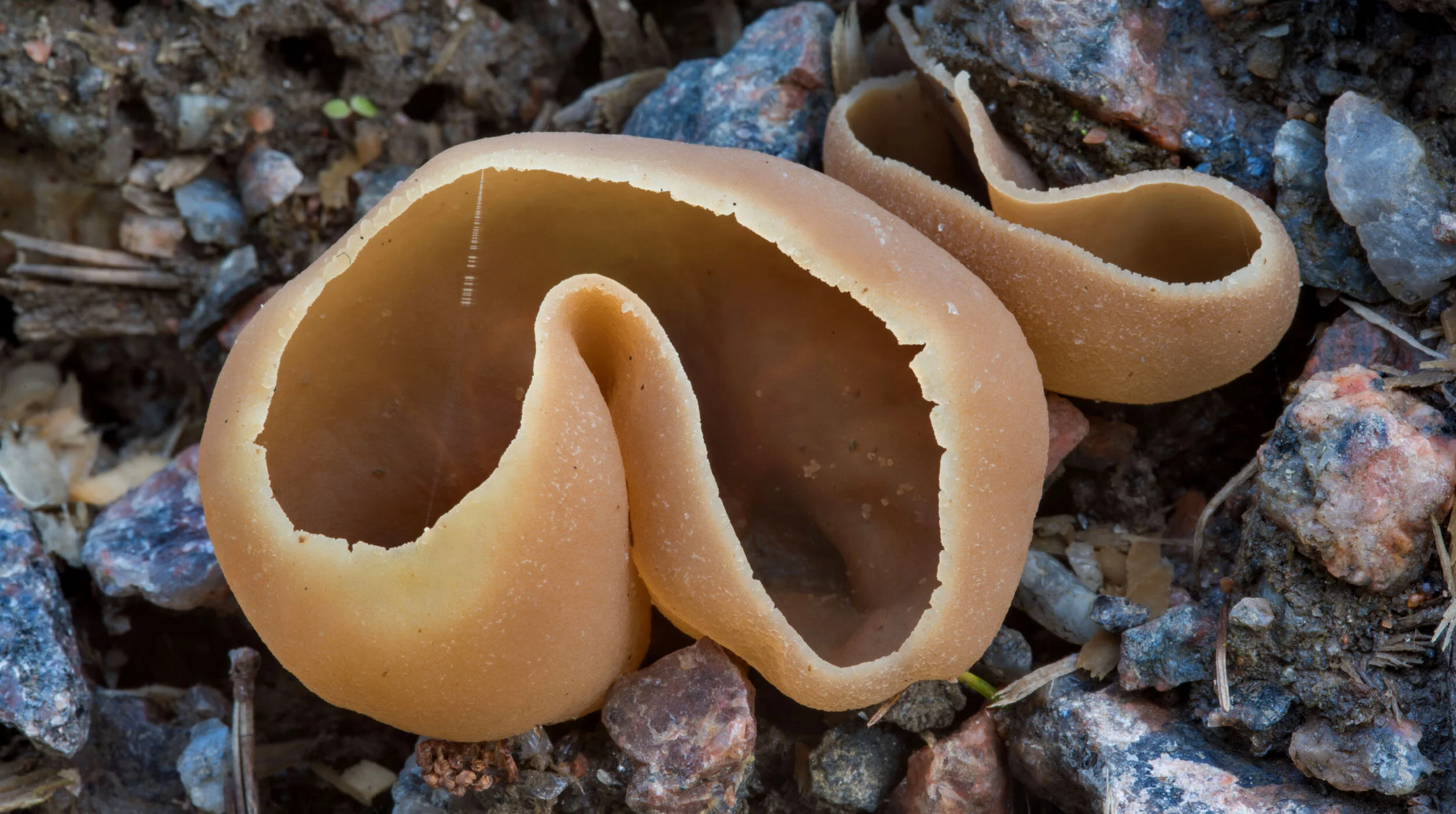Peziza Vesiculosa Common Dung Cup (Peziza Vesiculosa Bull.)