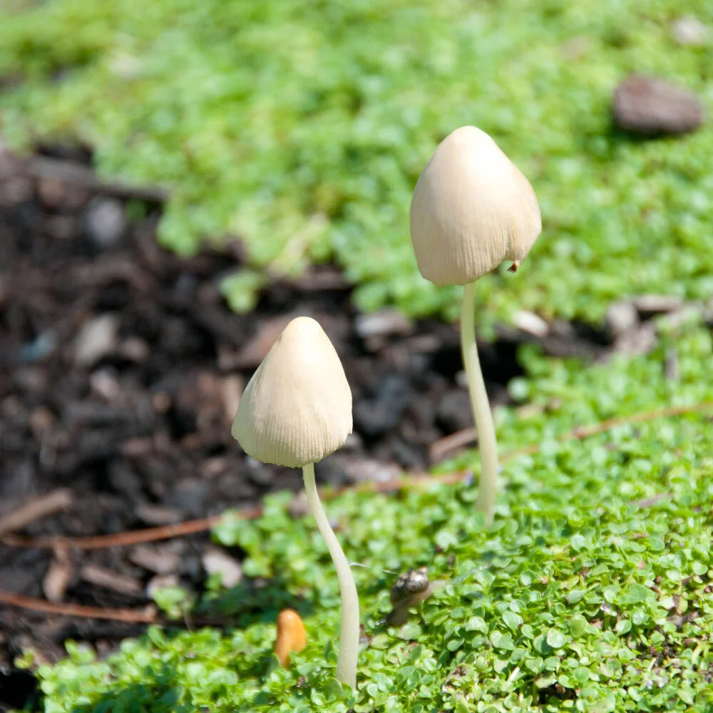 Conocybe Lactea
