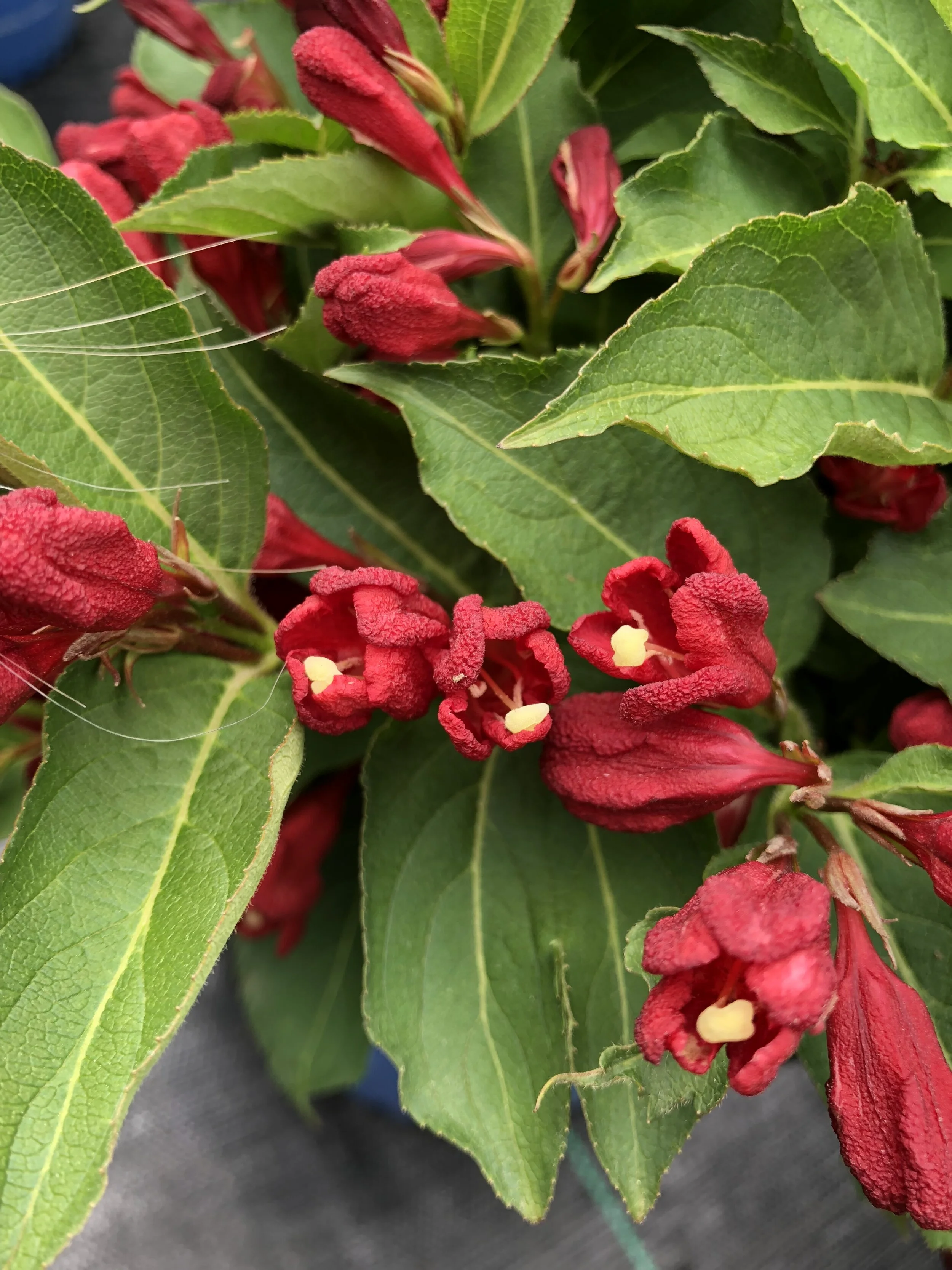 Weigela — Potters Road Nursery