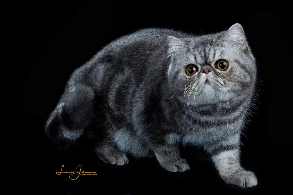 Exotic Shorthair Cat Snoopy