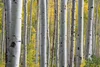 About Us — Birch Elliott Financial, LLC
