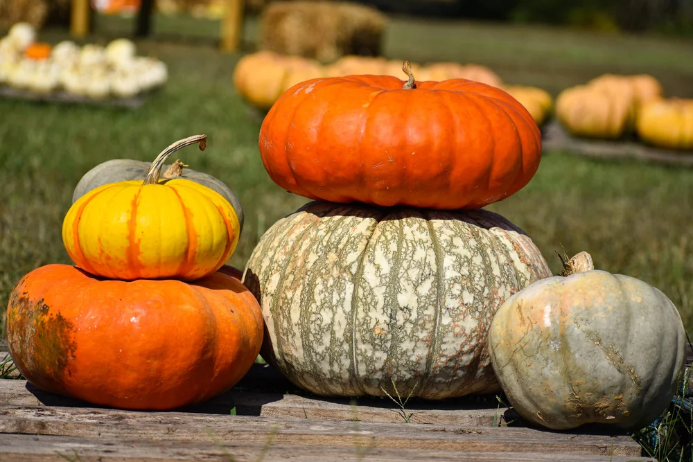 A Guide to Pumpkin Patches in Calloway County — Murray, Kentucky Tourism