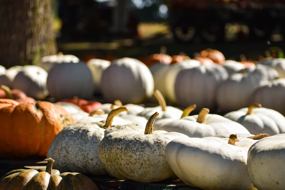 A Guide to Pumpkin Patches in Calloway County — Murray, Kentucky Tourism