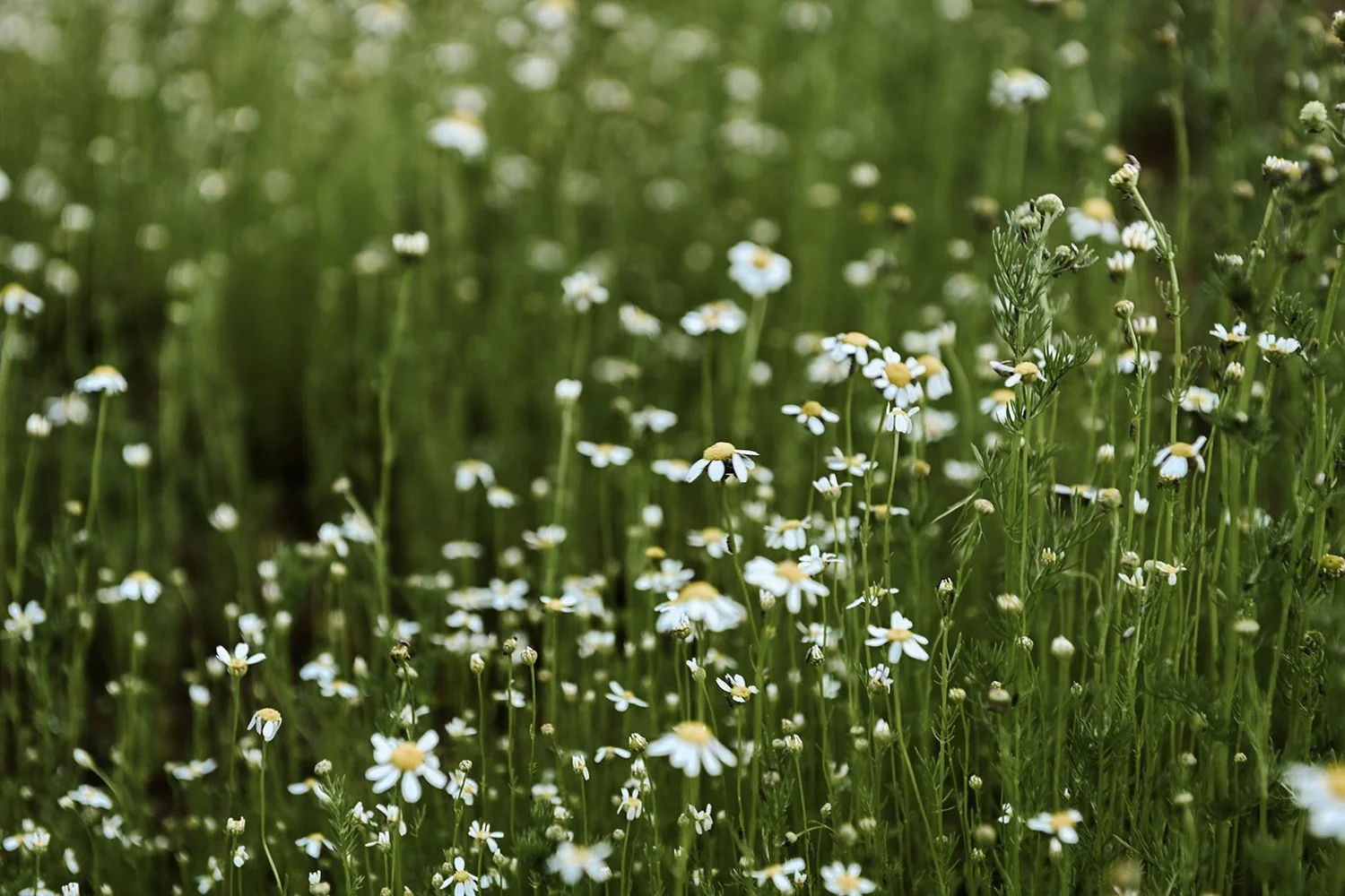 Chamomile Flower Field