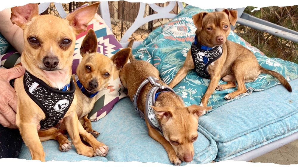 Adoptable Chis — Lucky Chi Dog Rescue