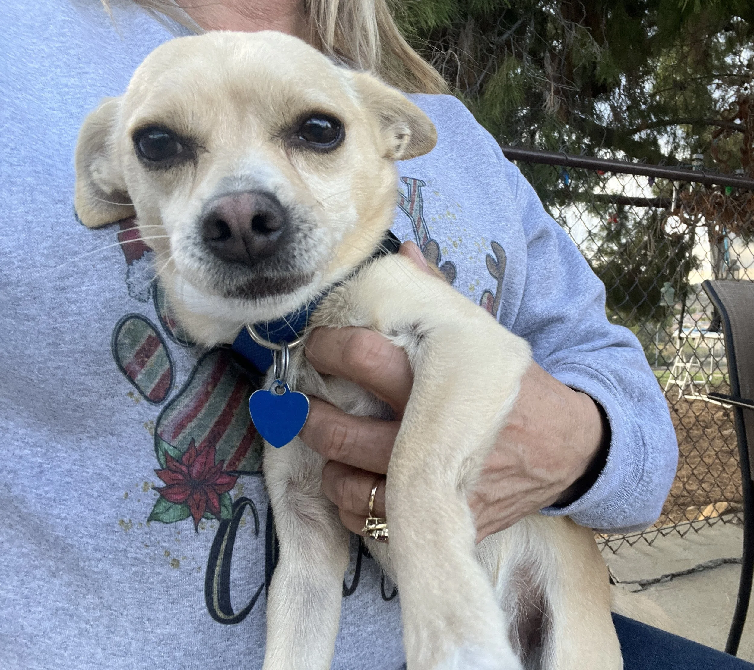 Lucky Chi Dog Rescue