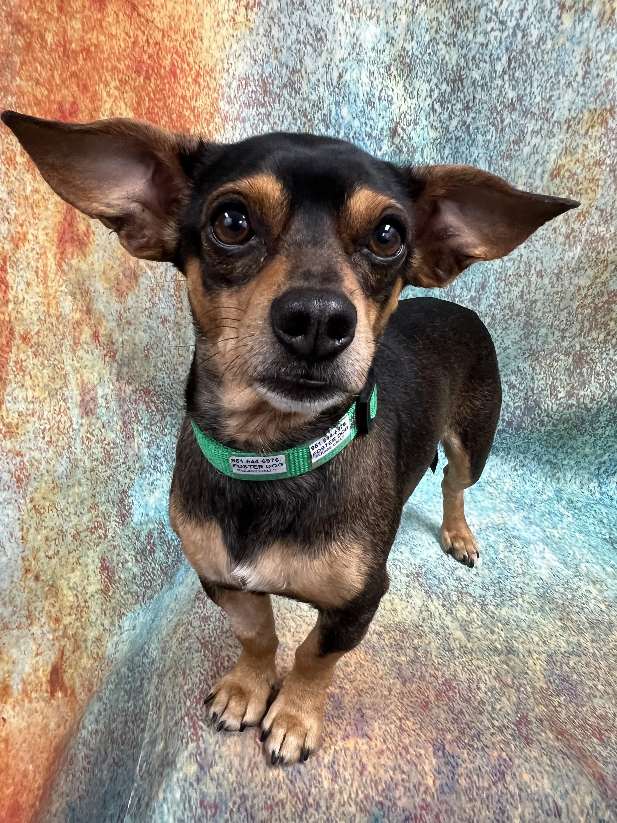 Adoptable Chis — Lucky Chi Dog Rescue