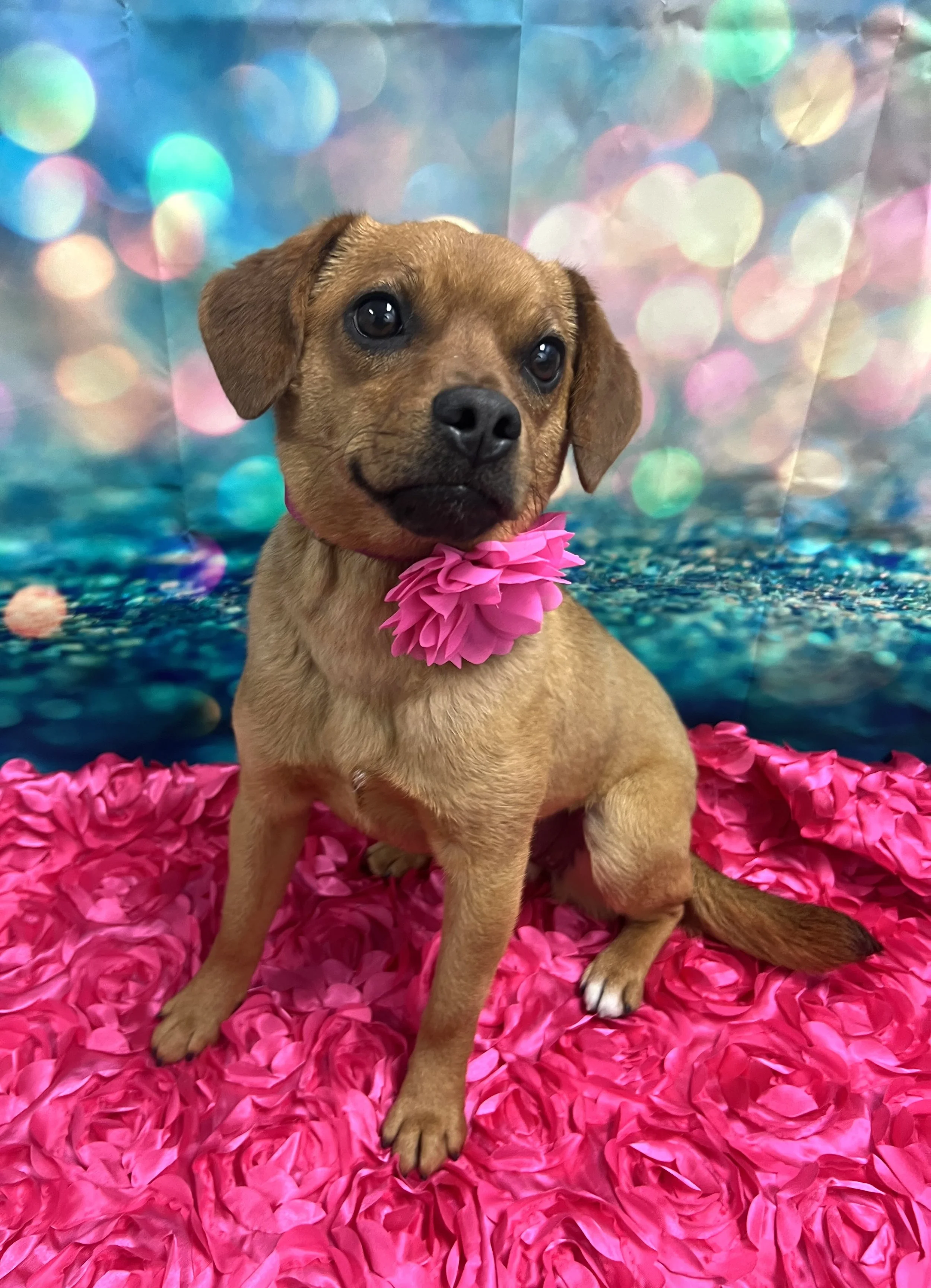 Adoptable Chis — Lucky Chi Dog Rescue