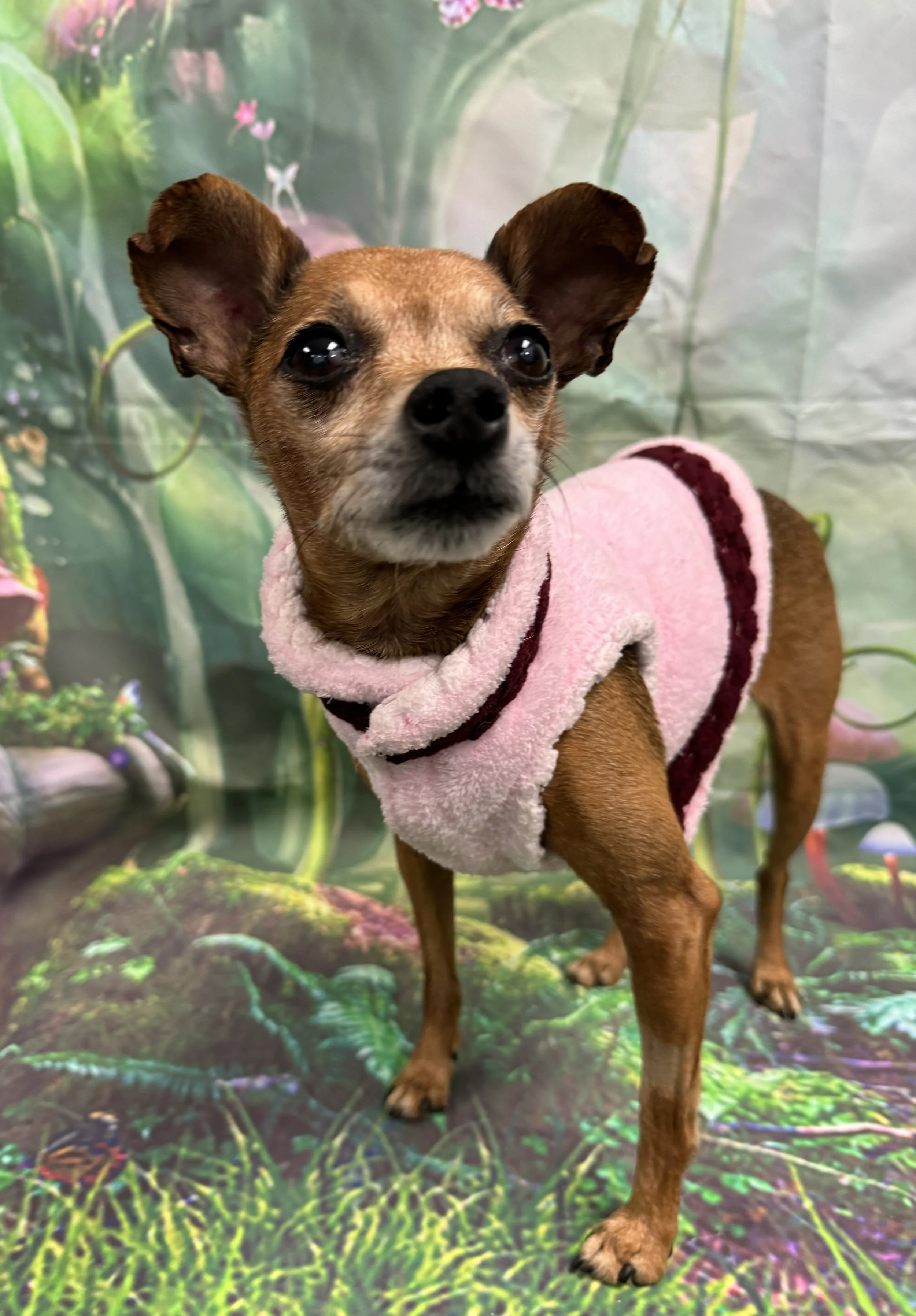 Adoptable Chis — Lucky Chi Dog Rescue