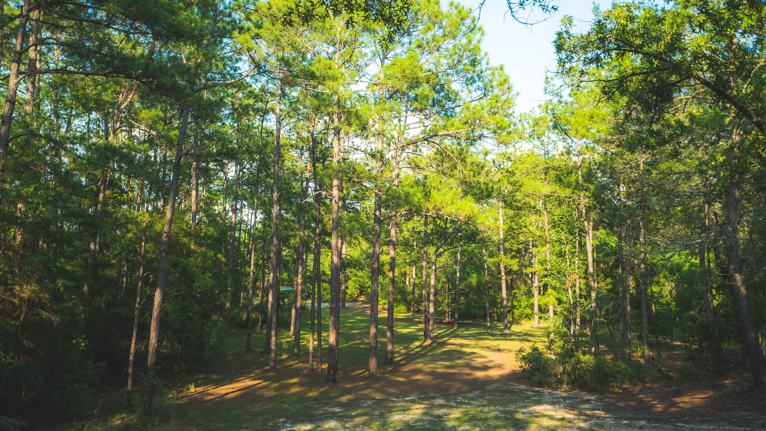 Gallery 2 — OCALA GREENWAY DISC GOLF COURSE