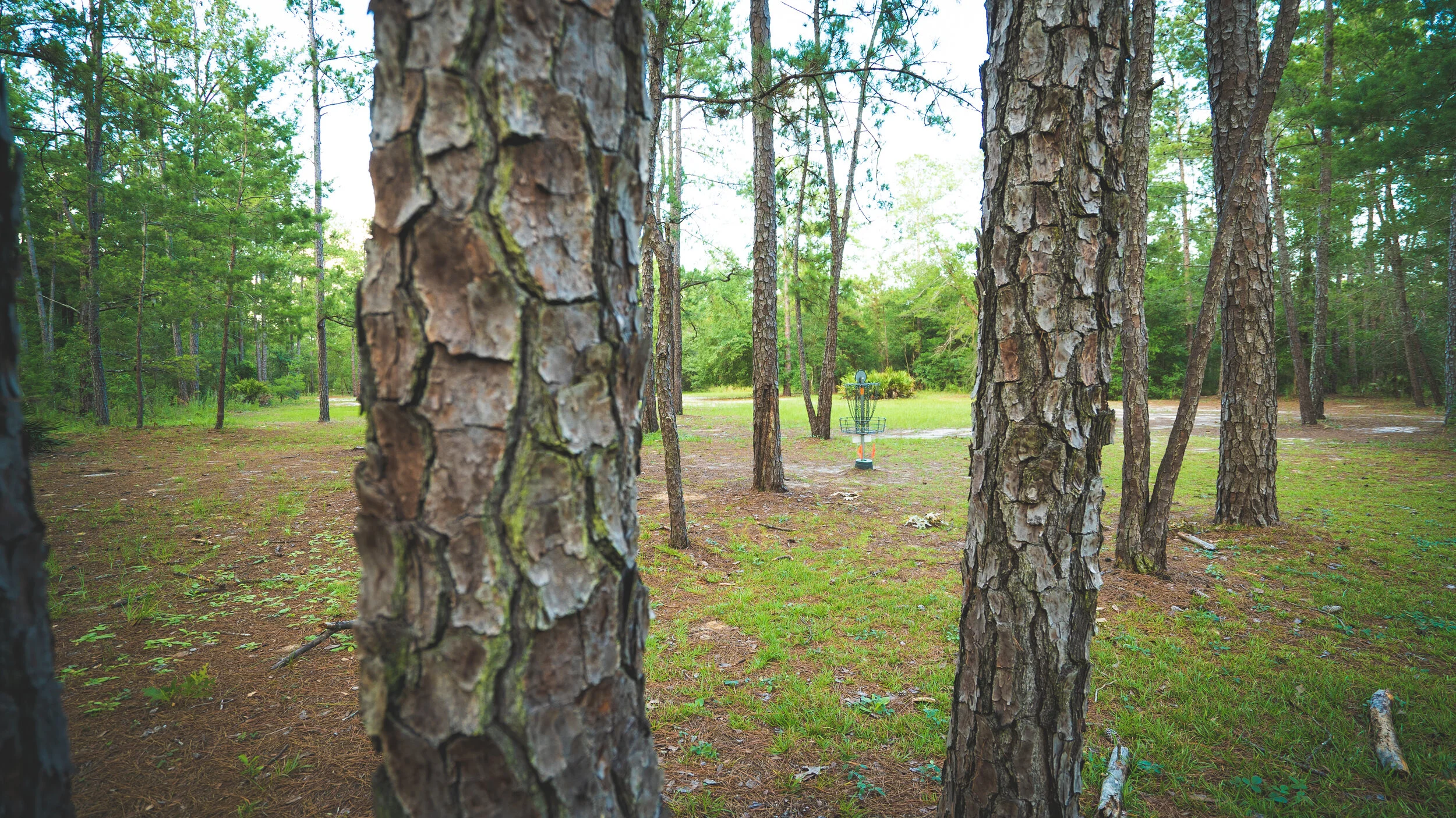 Gallery 2 — OCALA GREENWAY DISC GOLF COURSE