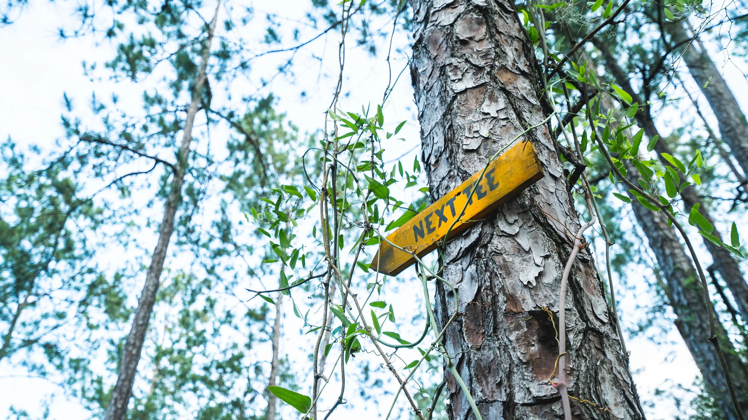 Gallery 2 — OCALA GREENWAY DISC GOLF COURSE
