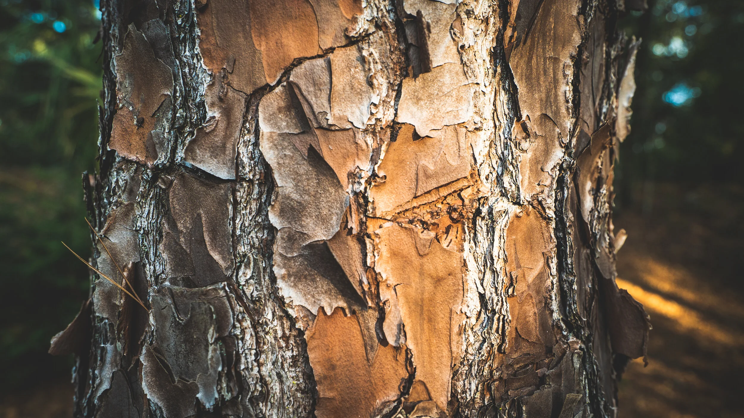 Gallery 2 — OCALA GREENWAY DISC GOLF COURSE