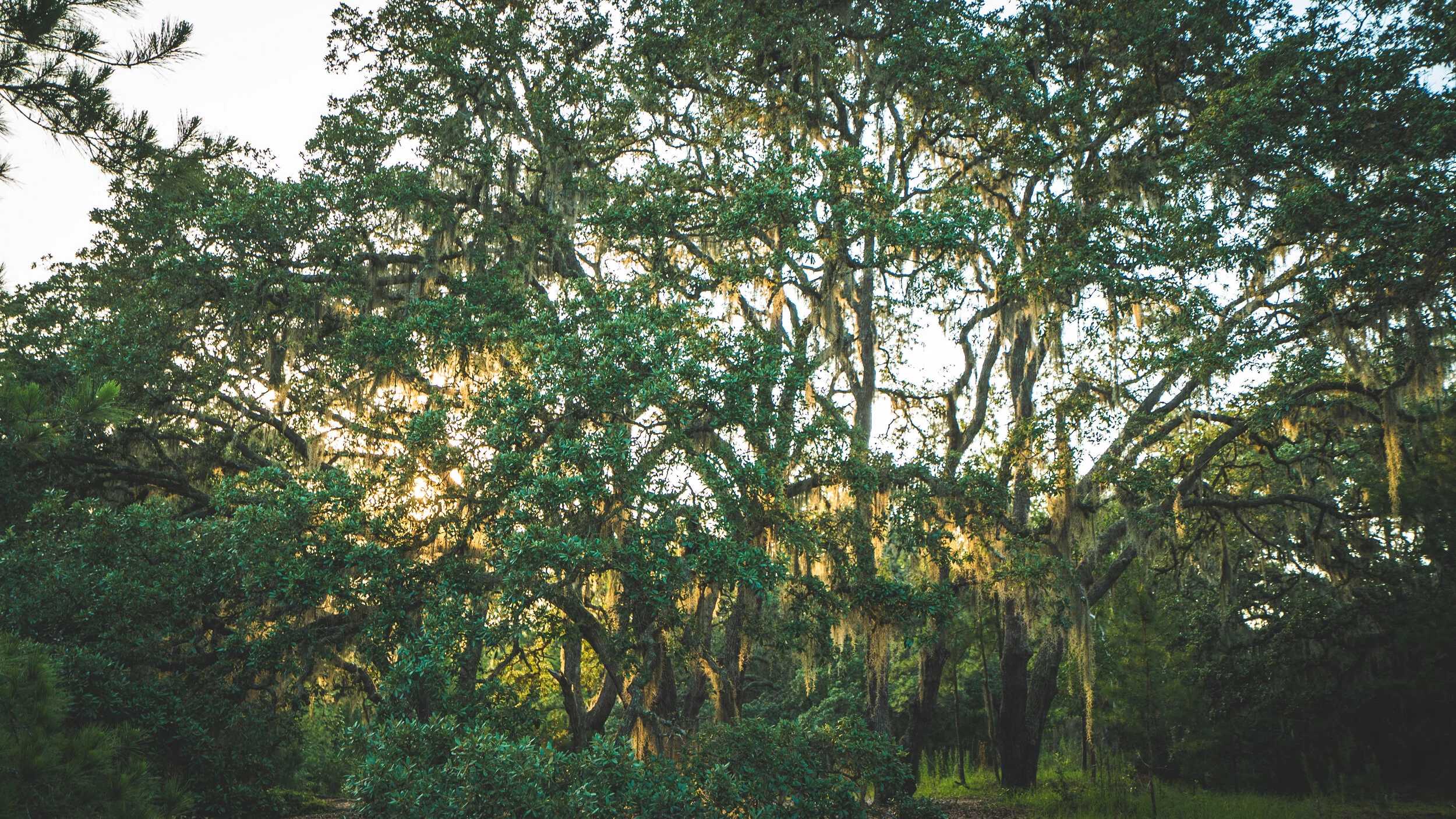 Gallery 2 — OCALA GREENWAY DISC GOLF COURSE