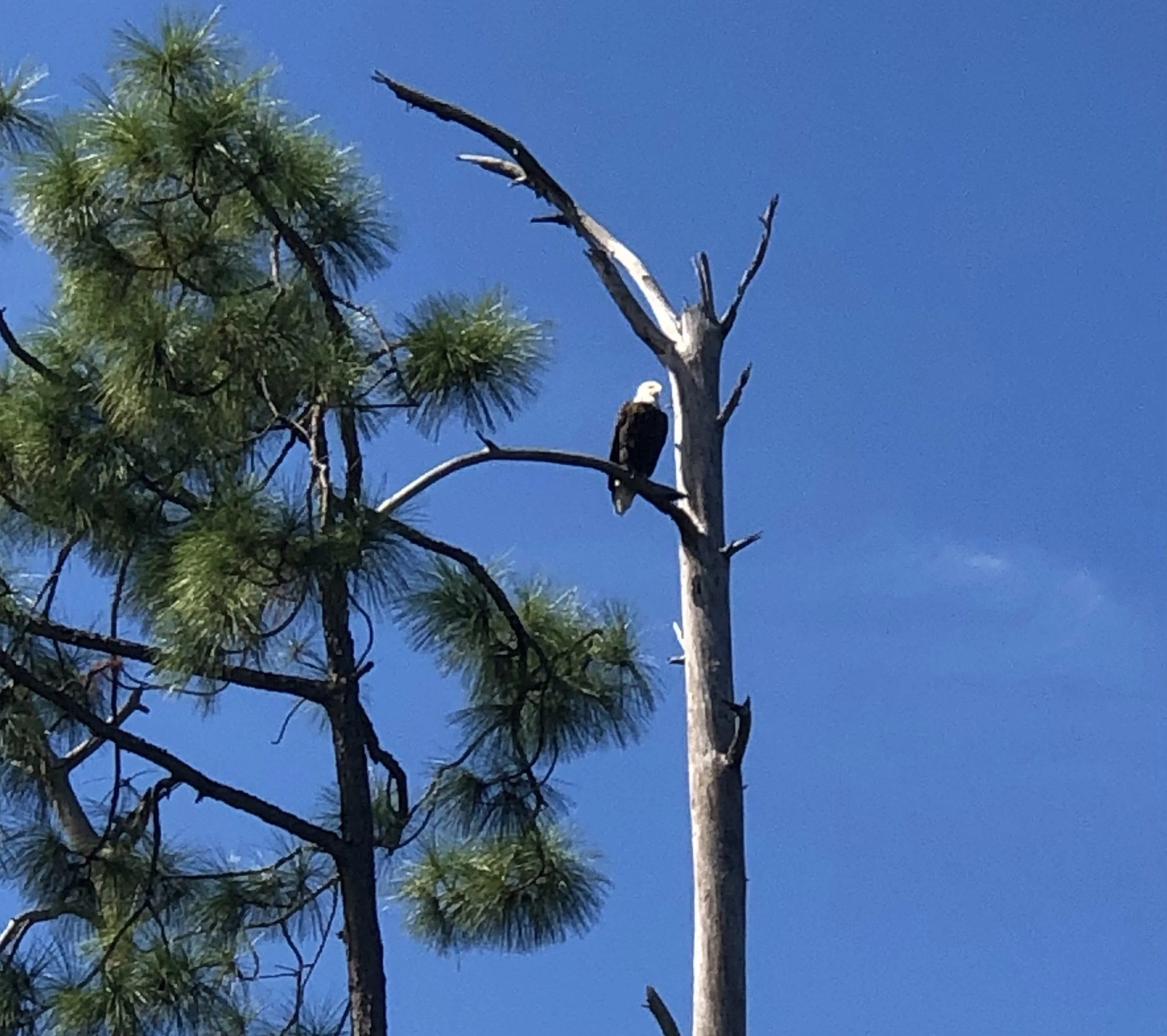 Florida Paddling Trails Association