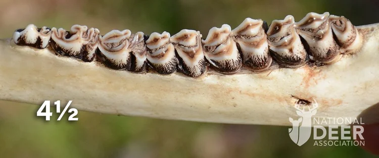 How to Age Whitetail Deer by Teeth: The Science, History, and ...