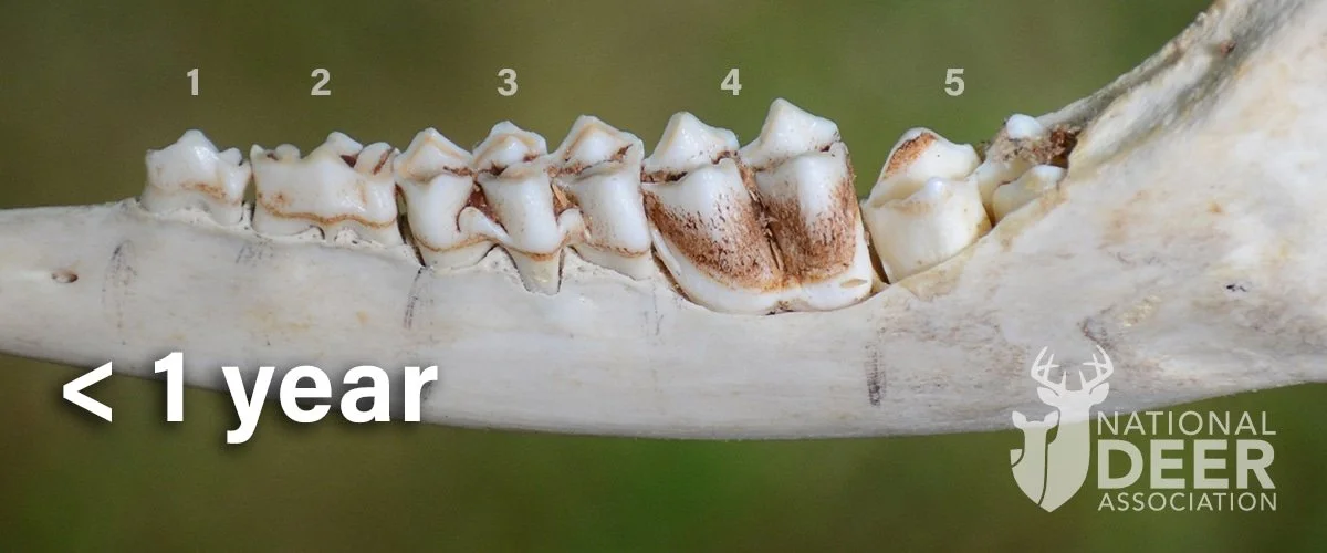How to Age Whitetail Deer by Teeth: The Science, History, and ...