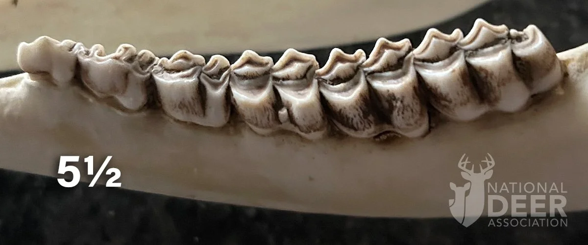 How to Age Whitetail Deer by Teeth: The Science, History, and ...