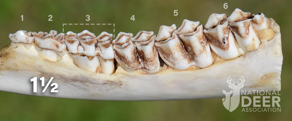 How to Age Whitetail Deer by Teeth: The Science, History, and ...