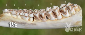 How to Age Whitetail Deer by Teeth: The Science, History, and ...