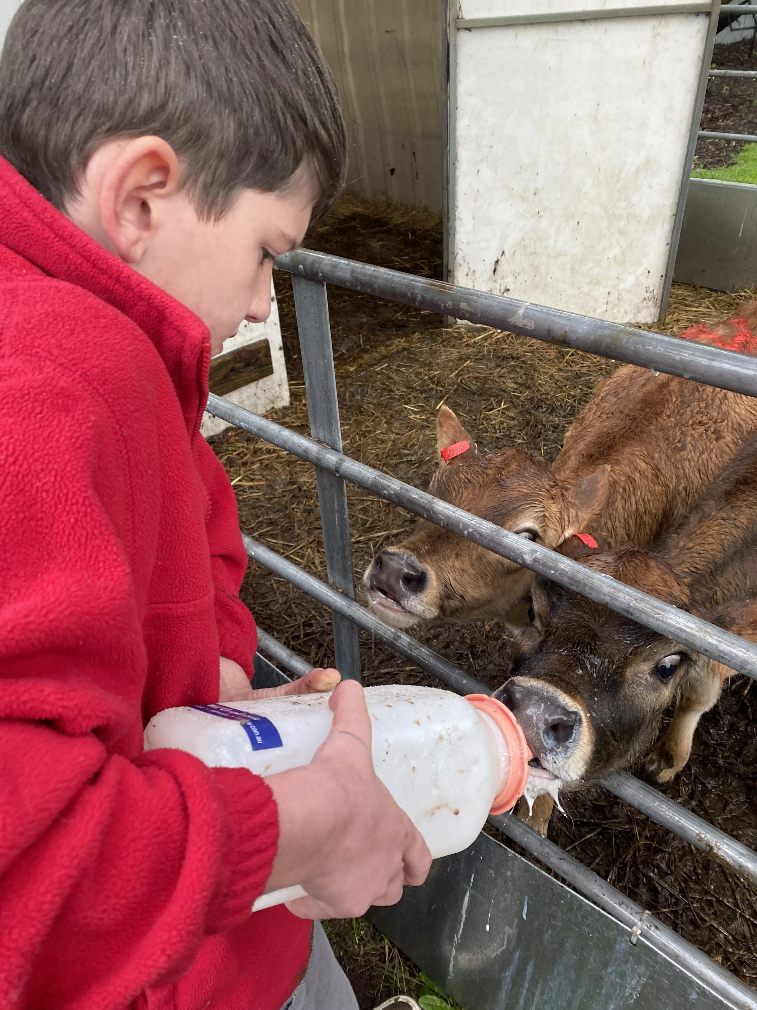 Teaching & Learning — Noorat Primary