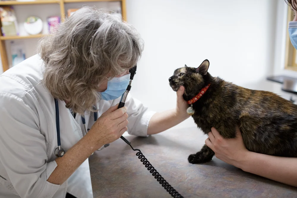 Vaccines — Affectionately Cats
