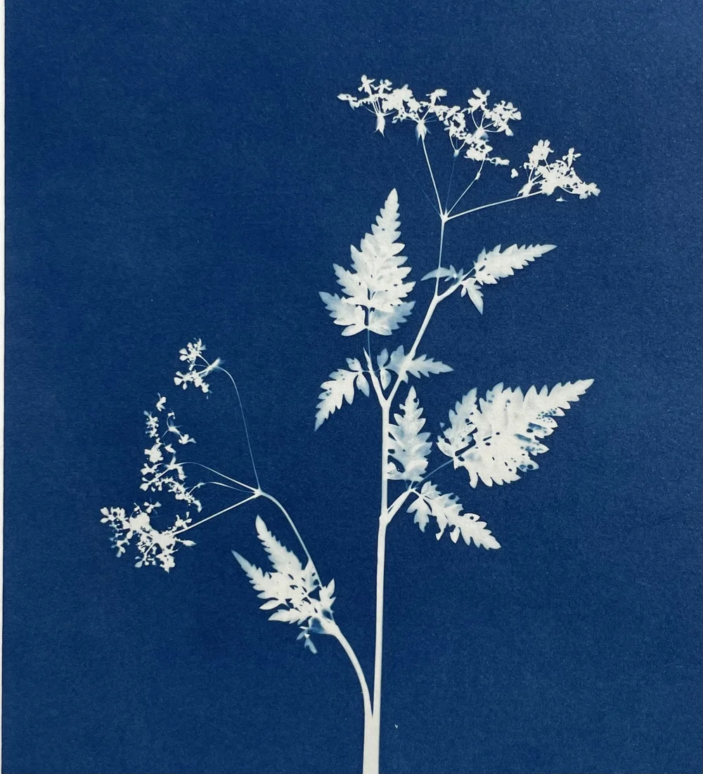 Shop | Siop — Sera Wyn