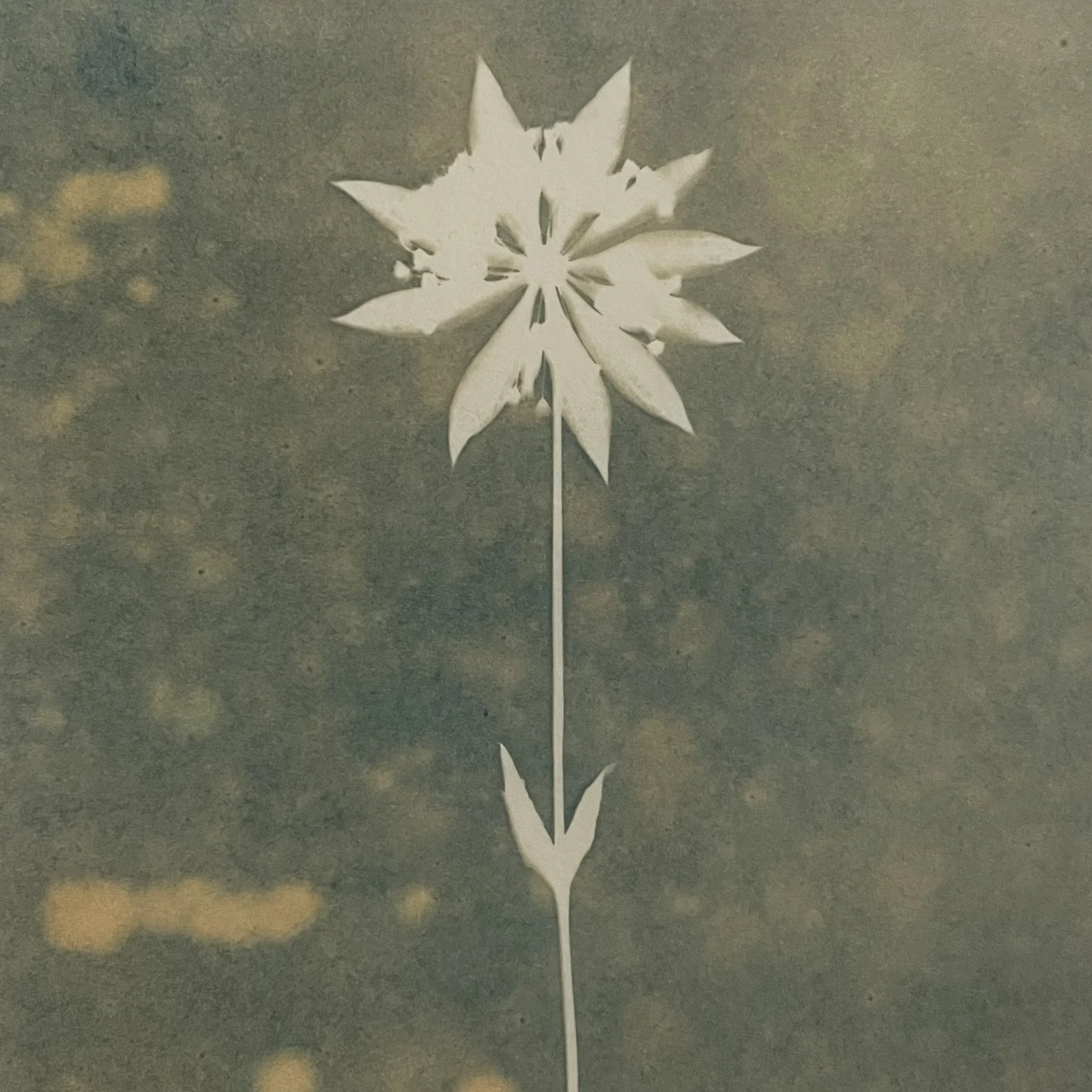 Shop | Siop — Sera Wyn