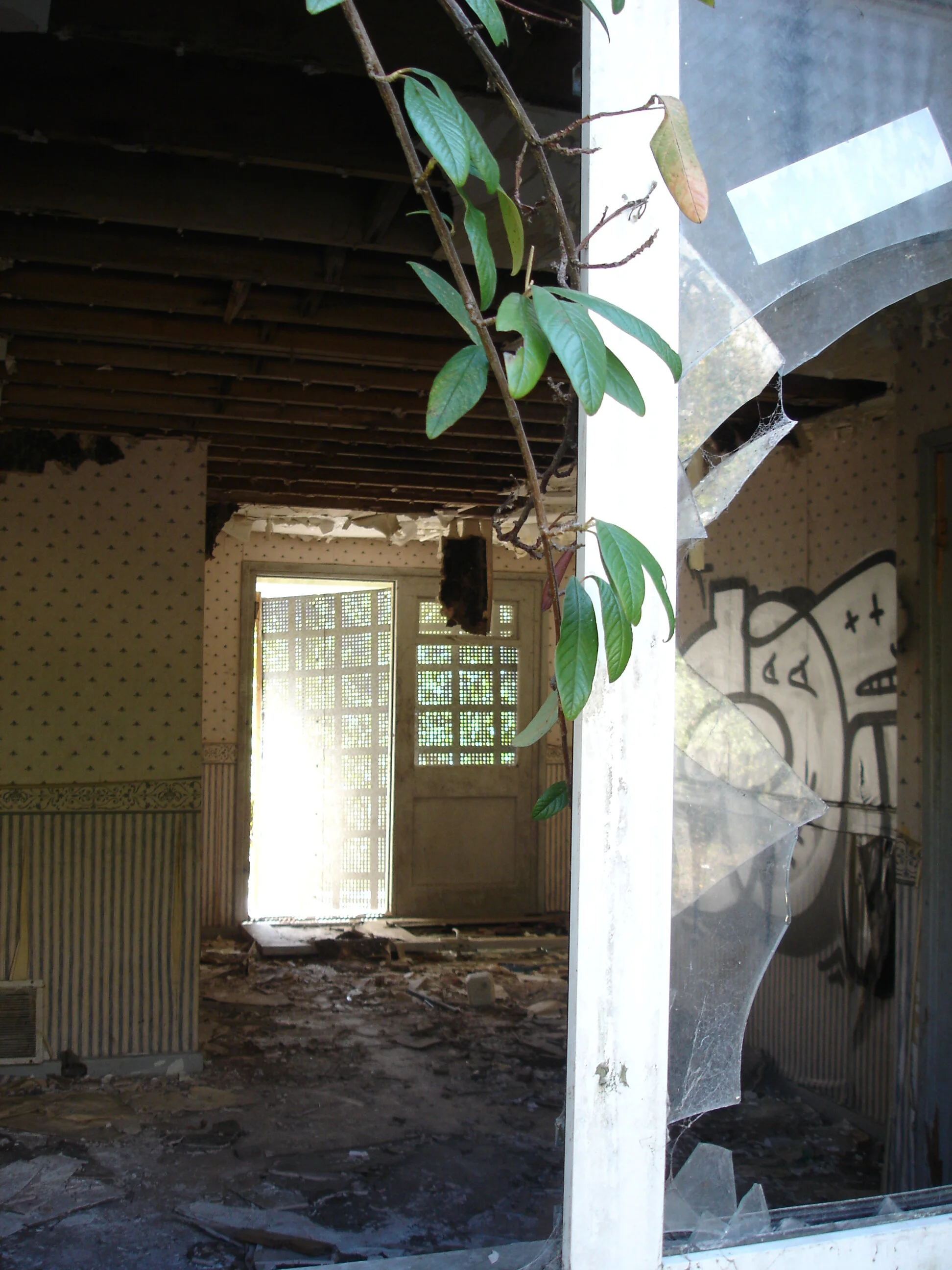 Life at the Billy Banks — Nichola Goff