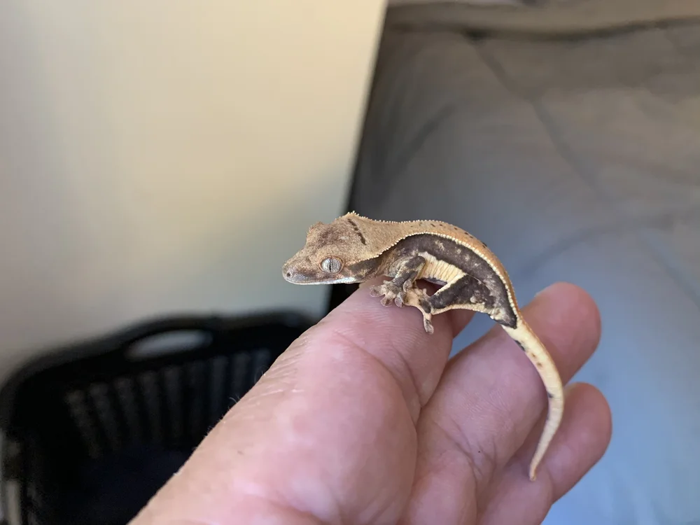 White Crested Gecko
