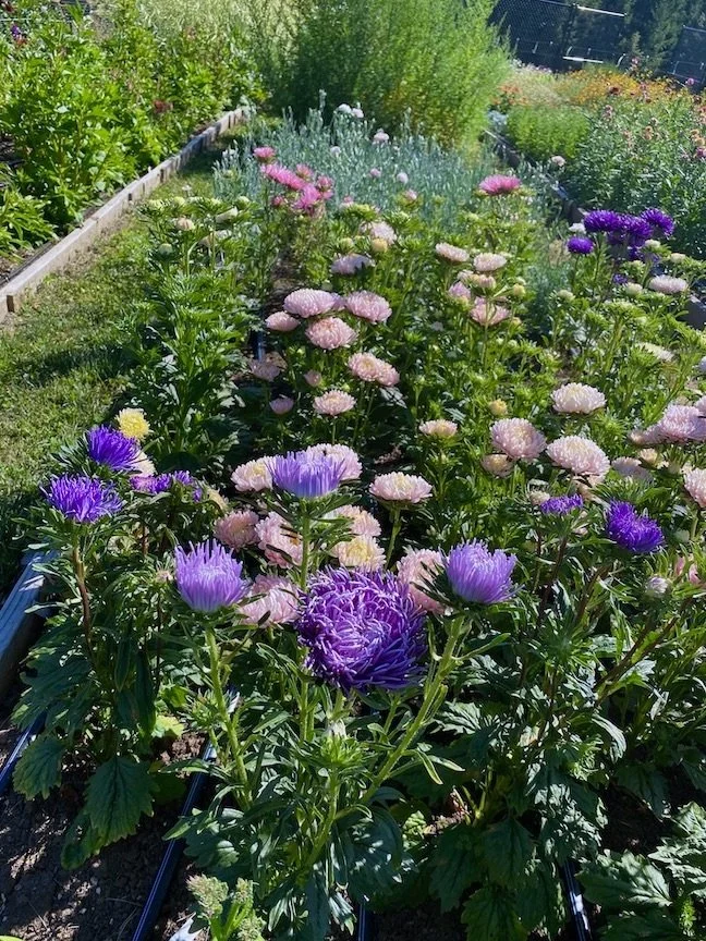 Flowers — Smiling Frog Farm