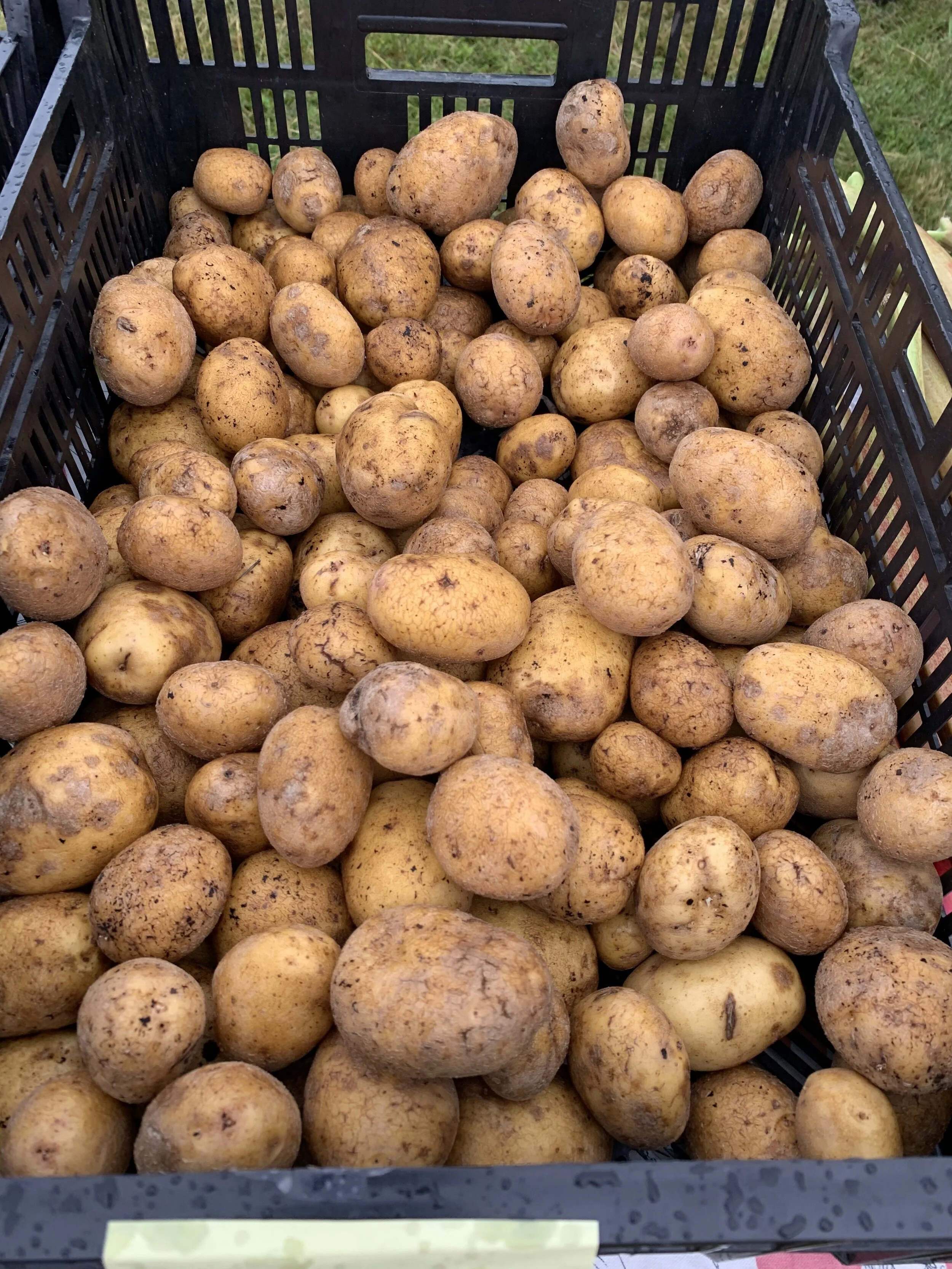 Bayview Farmers Market