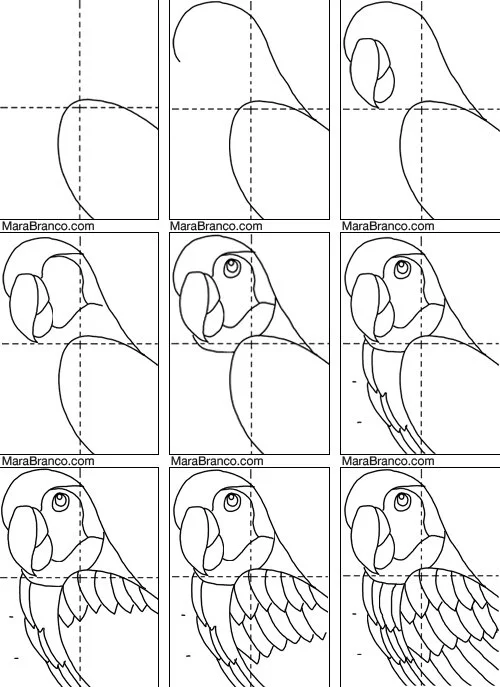 How To Draw A Parrot Step By Step