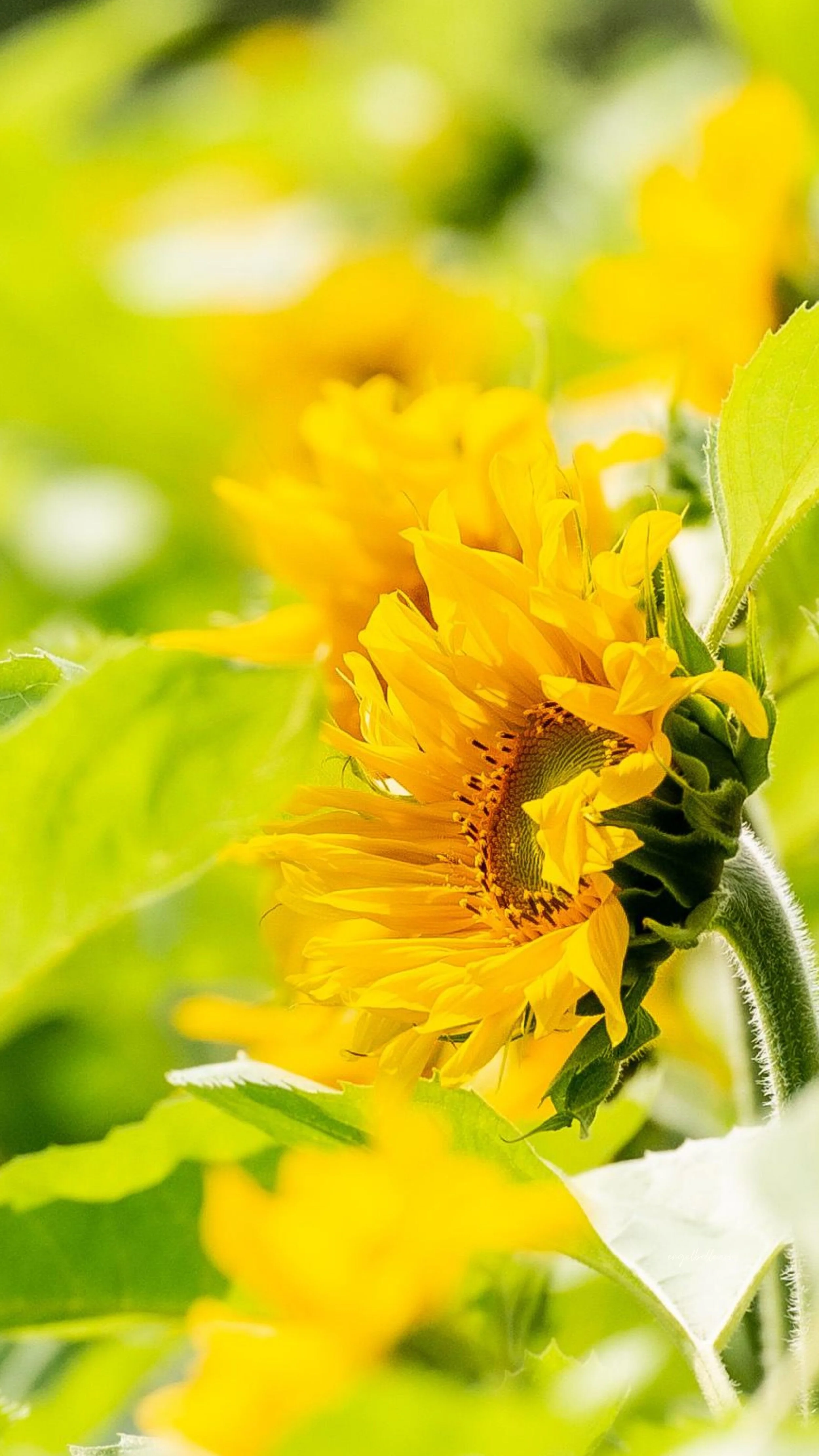 Free September Wallpaper — EngelBelle