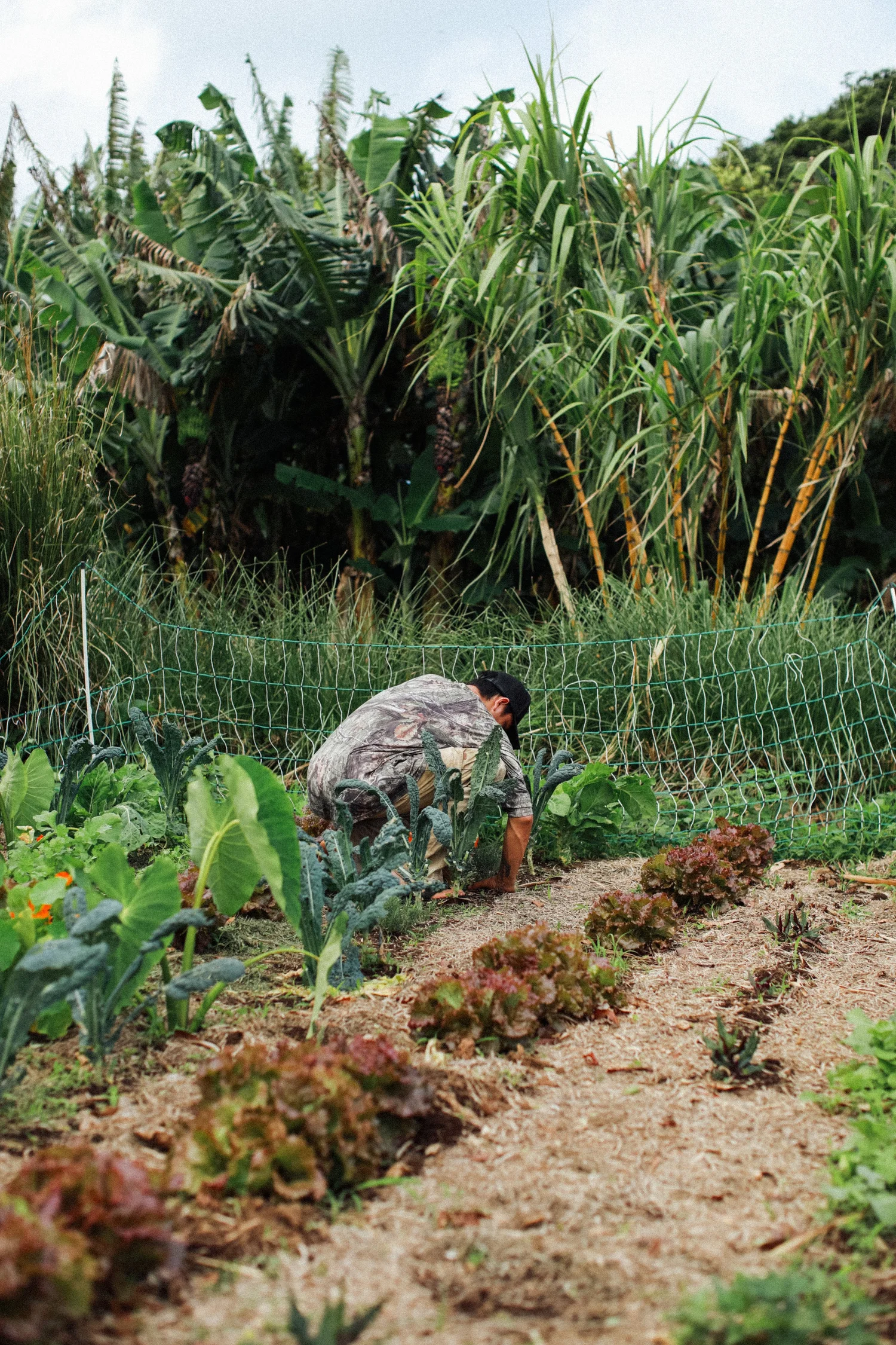 Ma Ka Hana Ka ʻIke // In Working, One Learns