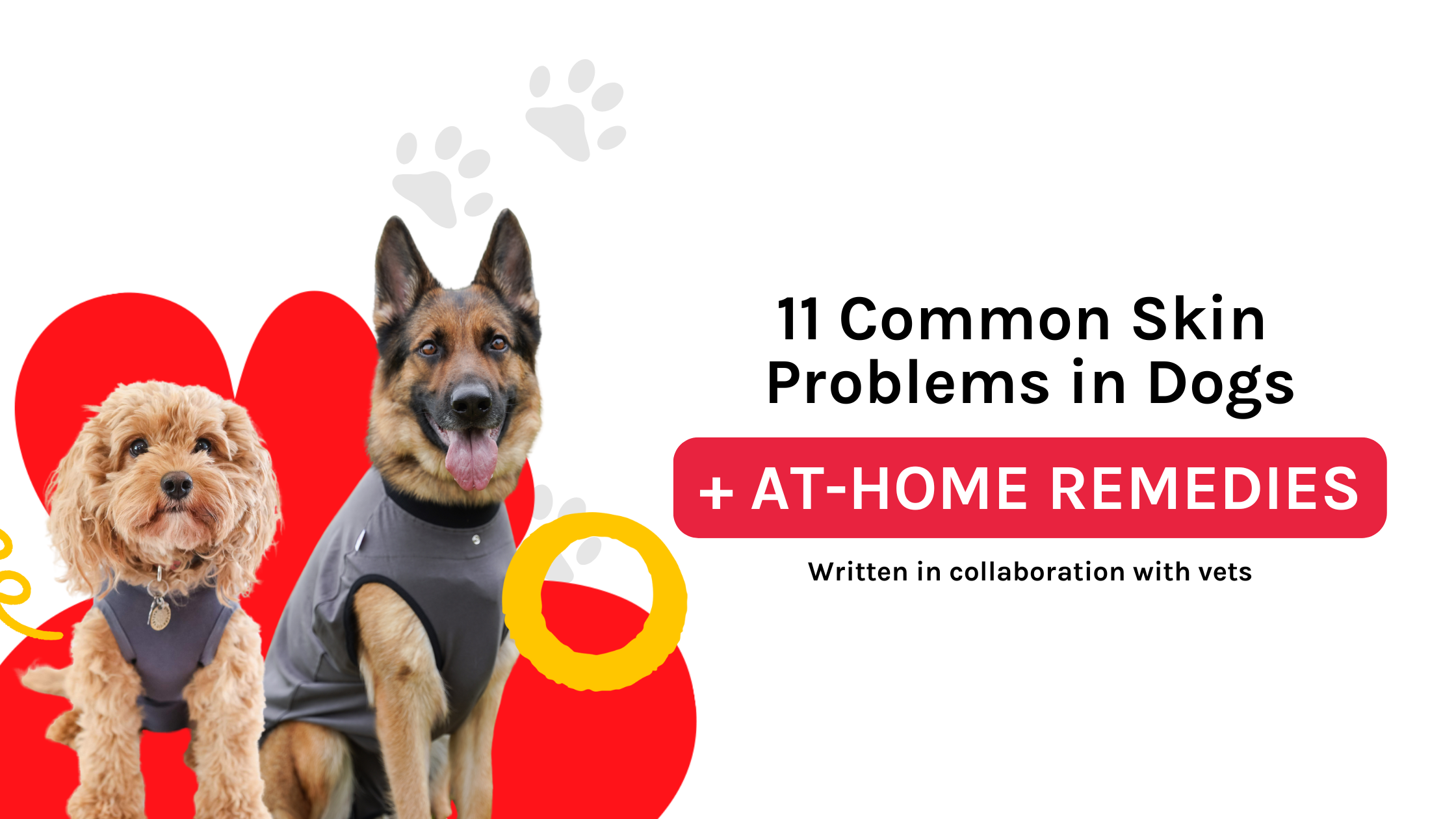 11 Common Skin Problems in Dogs - BellyGuard — The BellyGuard