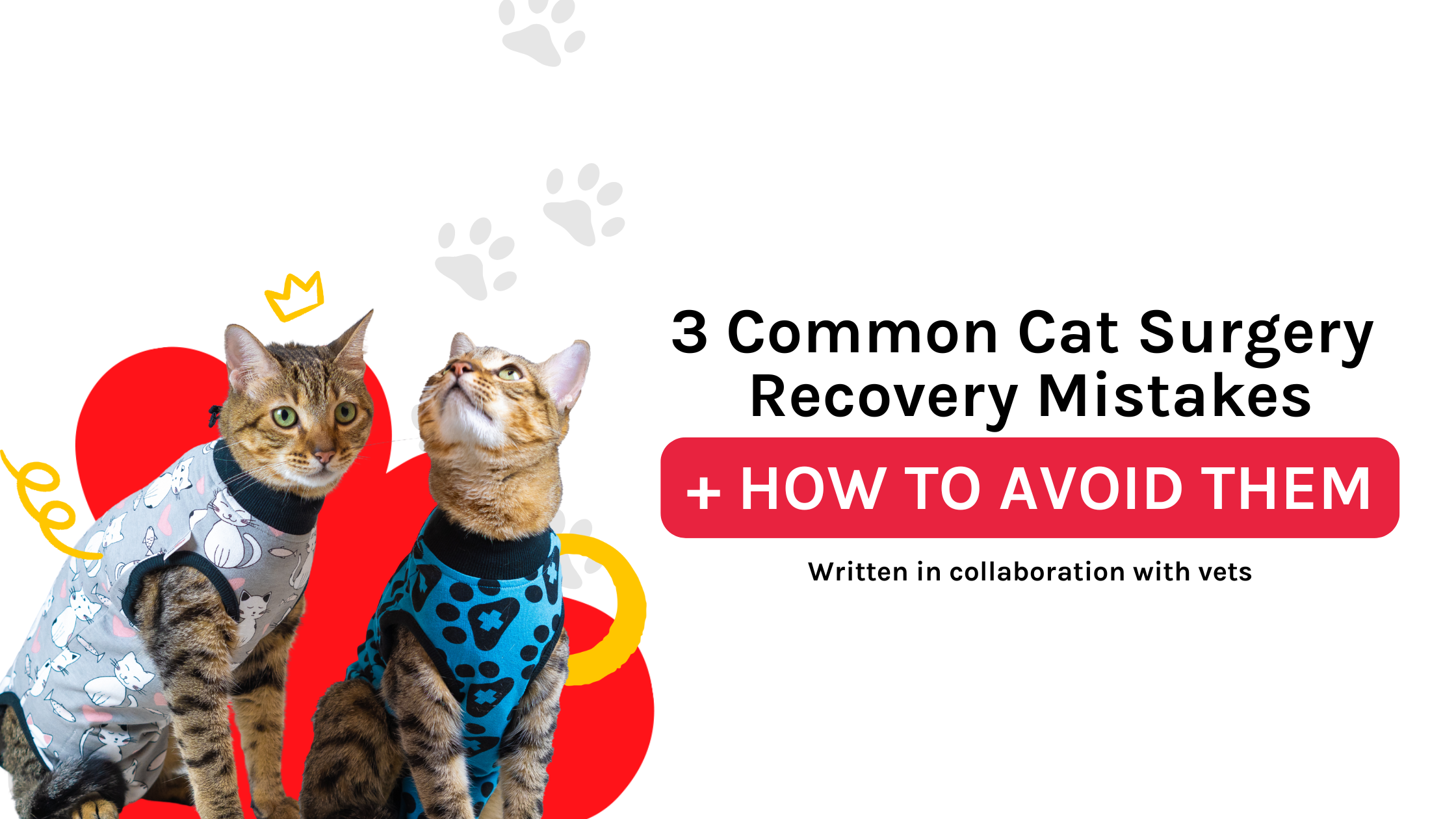 3 Cat Surgery Recovery Mistakes (And How to Avoid Them) — The BellyGuard