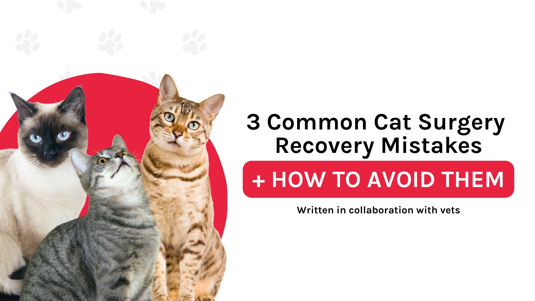 3 Cat Surgery Recovery Mistakes (And How to Avoid Them) — The BellyGuard