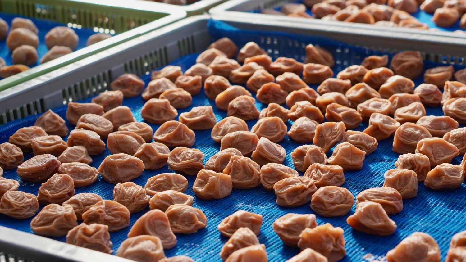 Minabe Tanabe Region, Wakayama Guide: All You Need to Know About Japan ...