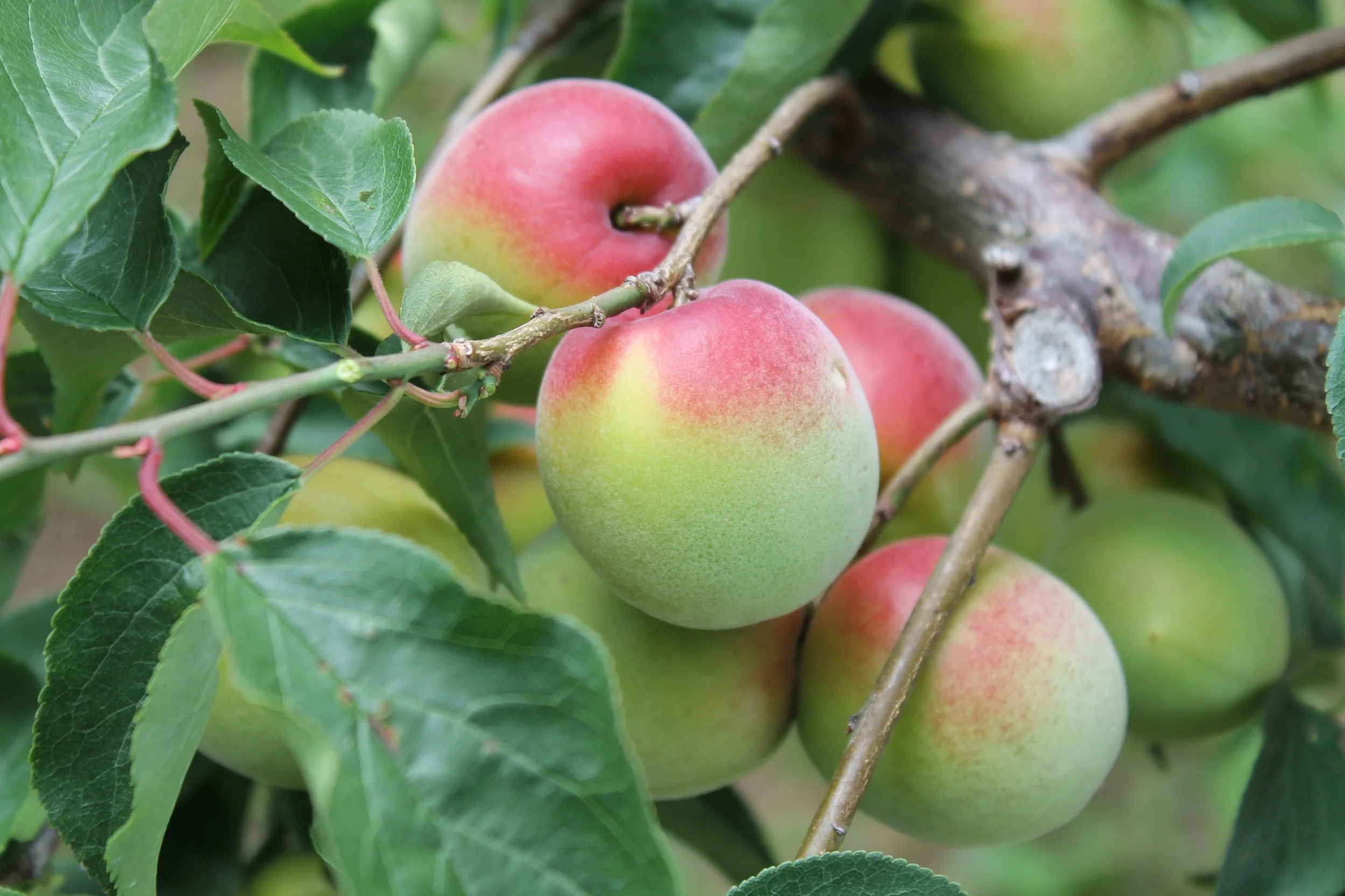 Minabe Tanabe Region, Wakayama Guide: All You Need to Know About Japan ...