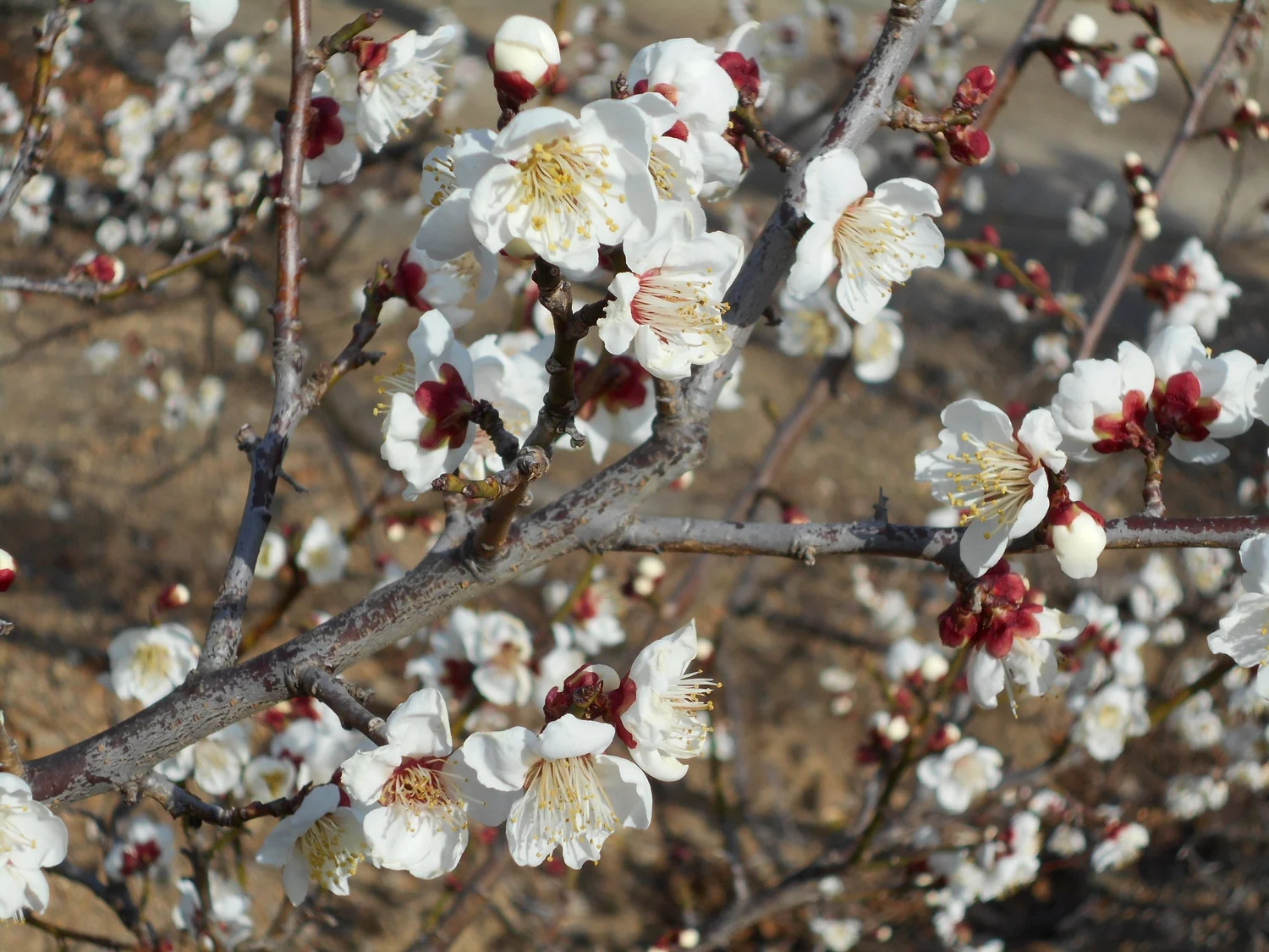 Minabe Tanabe Region, Wakayama Guide: All You Need to Know About Japan ...