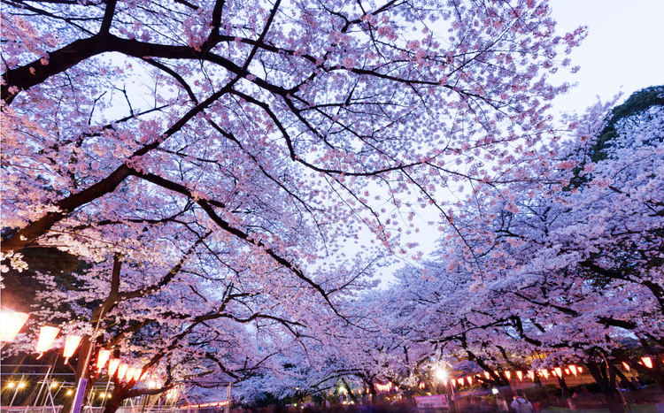 Japan Cherry Blossom Viewing Guide 2025 — NANI?! なに - Singapore's Japanese Food & Lifestyle Guide