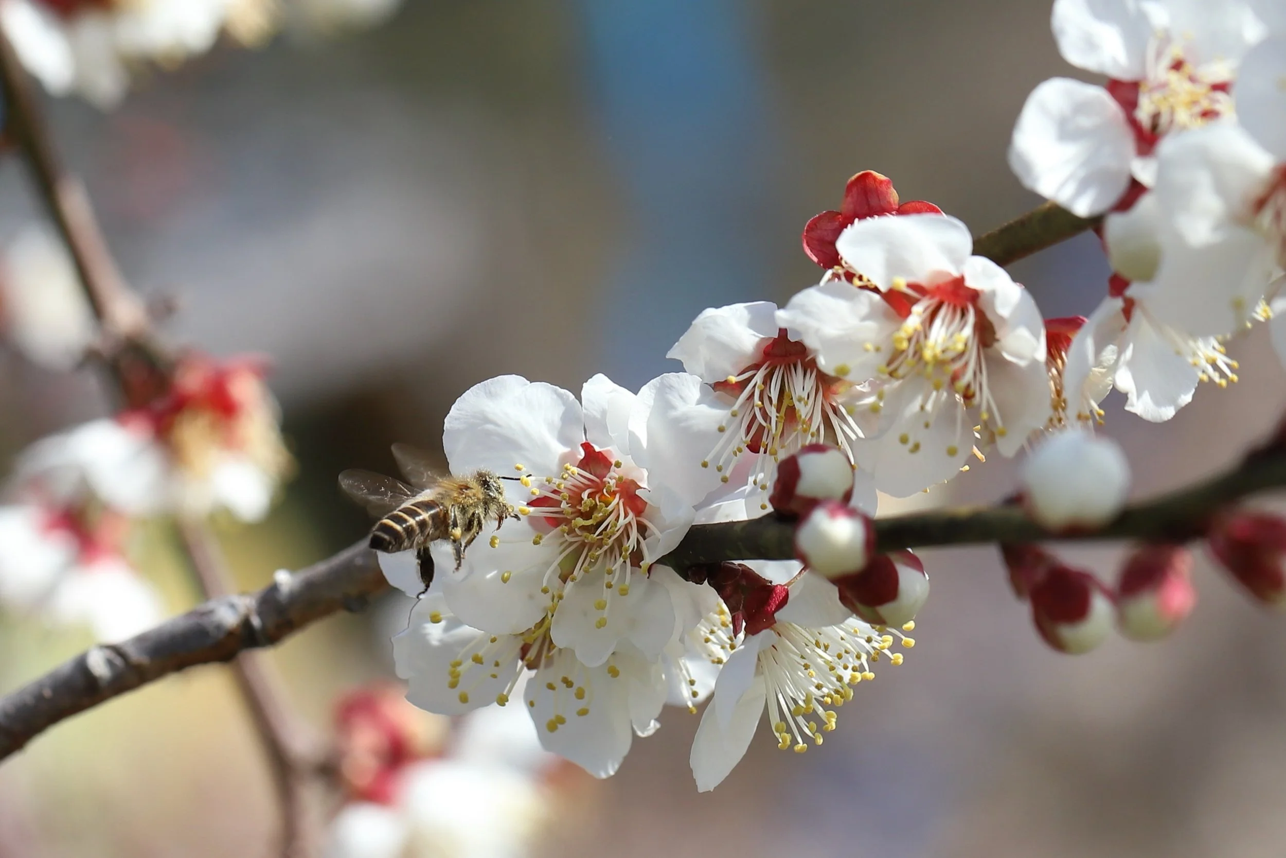 Minabe Tanabe Region, Wakayama Guide: All You Need to Know About Japan ...