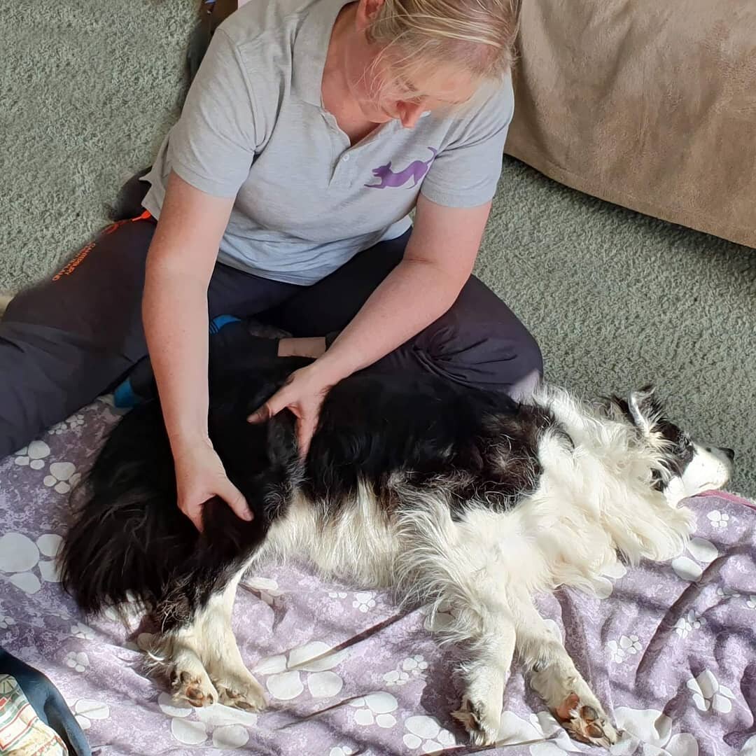 Canine Massage Treatments — Edinburgh — Caledonian Holistic Therapies ...