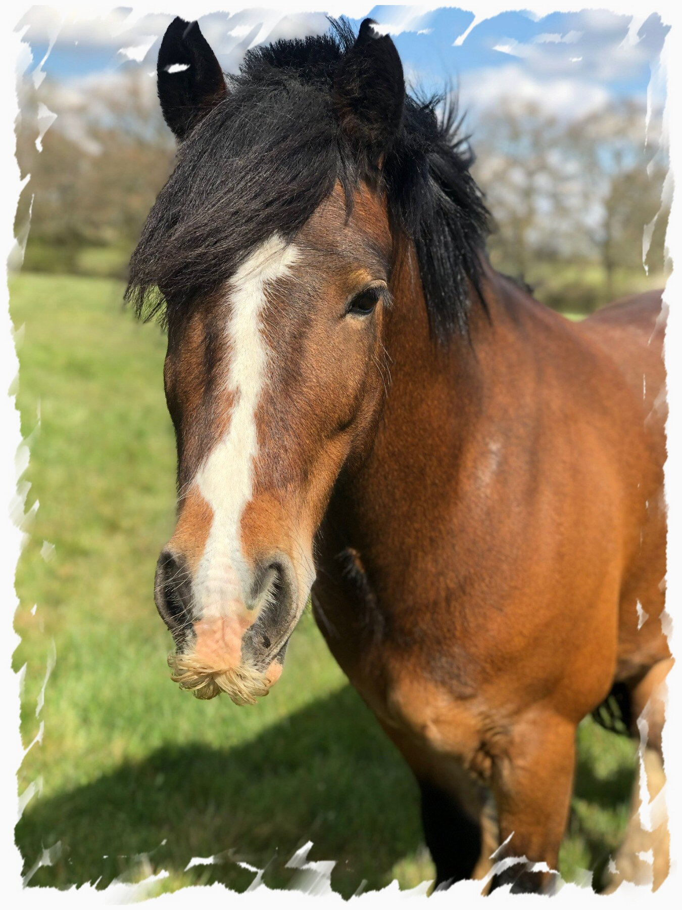 Horse Riding London - Riding Lessons in Hyde Park, Central London ...