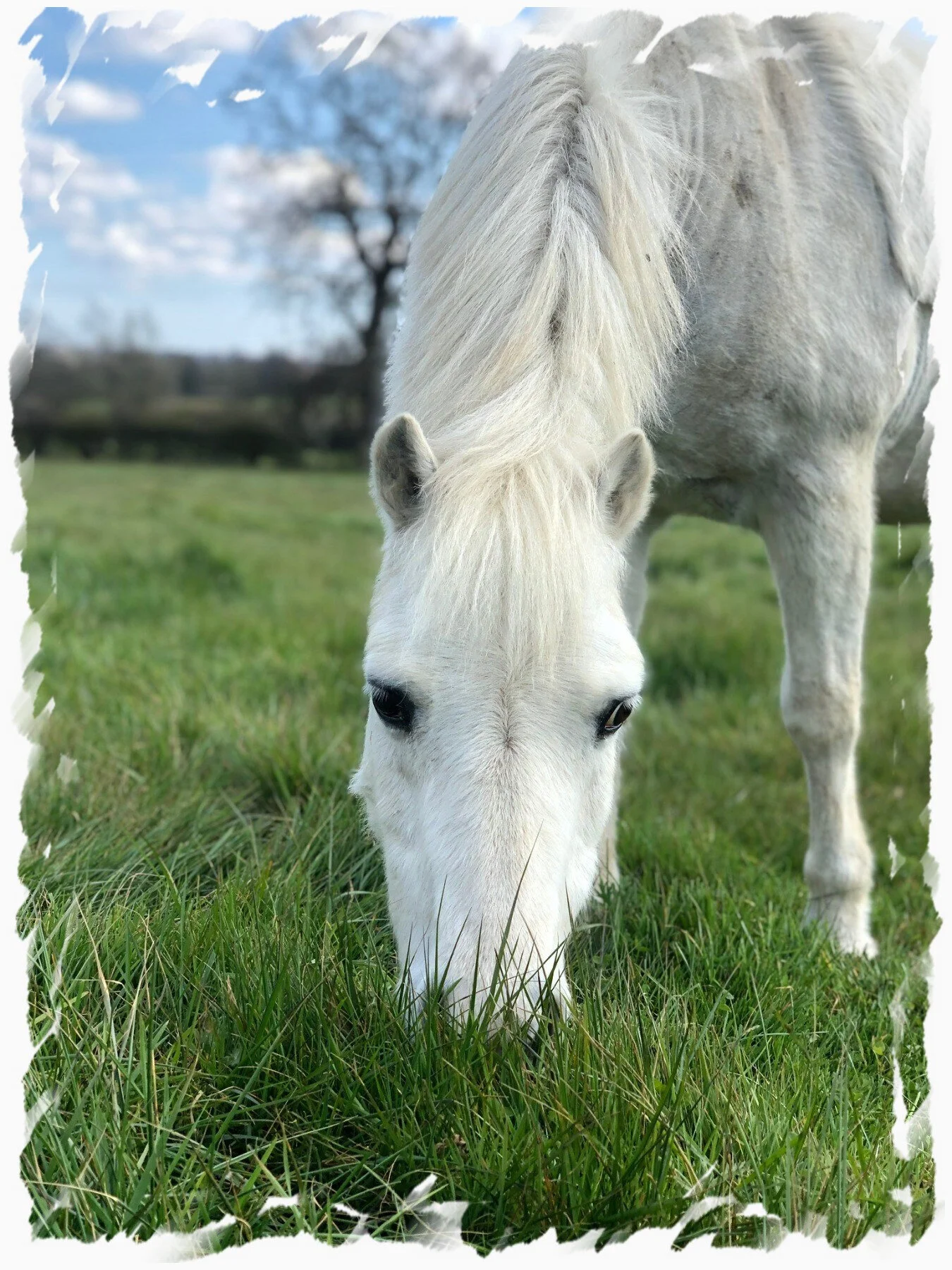 Horse Riding London - Riding Lessons in Hyde Park, Central London ...