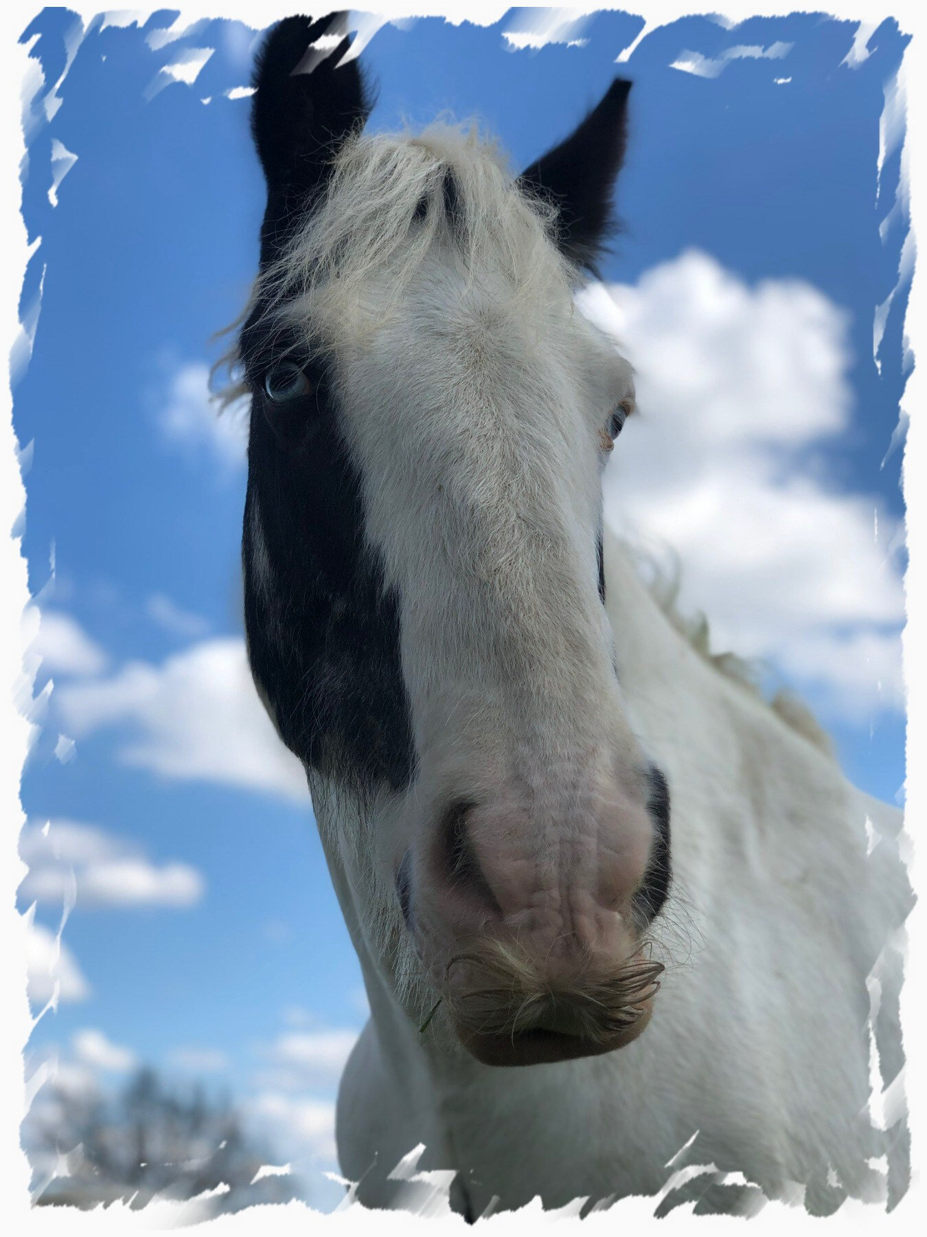 Horse Riding London - Riding Lessons in Hyde Park, Central London ...
