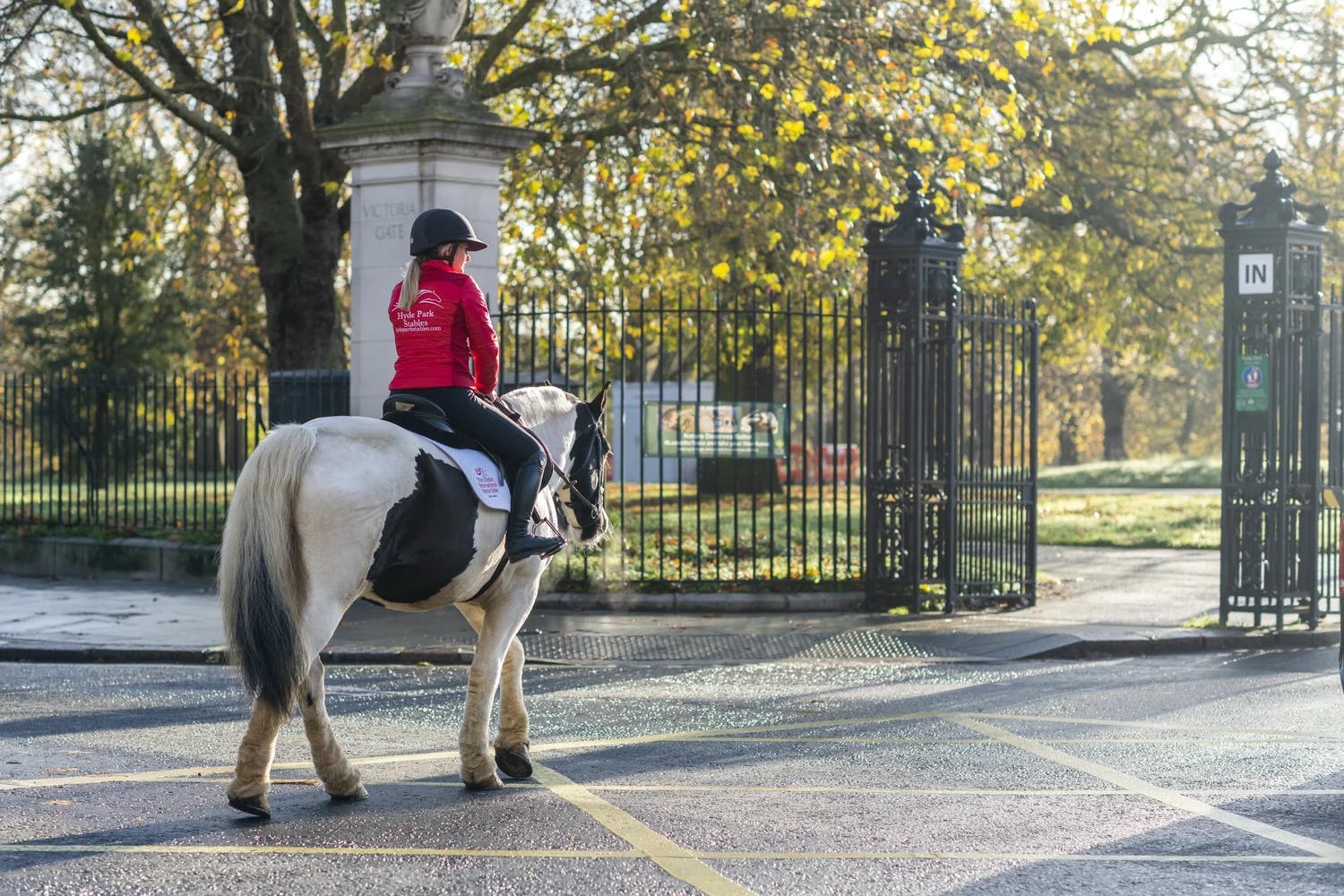 Horse Riding in London Photo Gallery — HYDE PARK STABLES