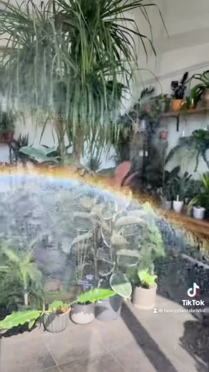 Wedding & Event Plant Hire — Fancy Plants | House Plants | Plant care ...